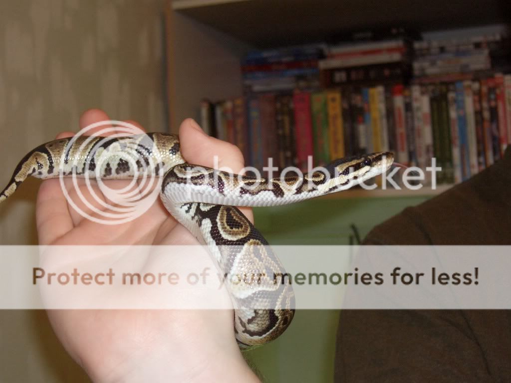 The Royal Python Picture Thread! | Reptile Forums