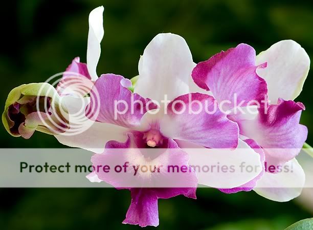 Dendrobium Anucha Flare | Slippertalk Orchid Forum