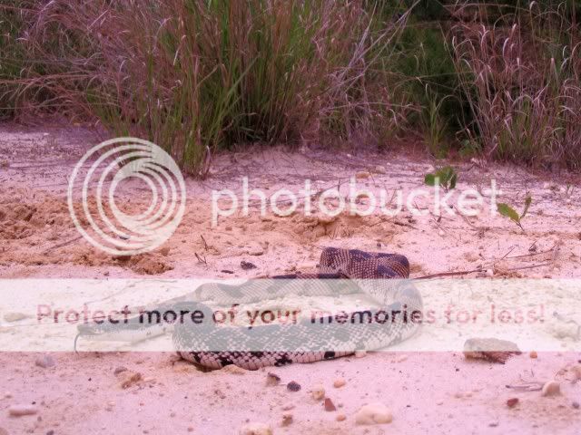 Interesting Pine Snake --- Opinions, please. - Field Herp Forum