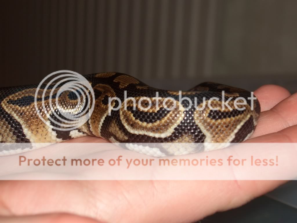 New Smiley Face Morph!! (More pics of Naboo) | Reptile Forums