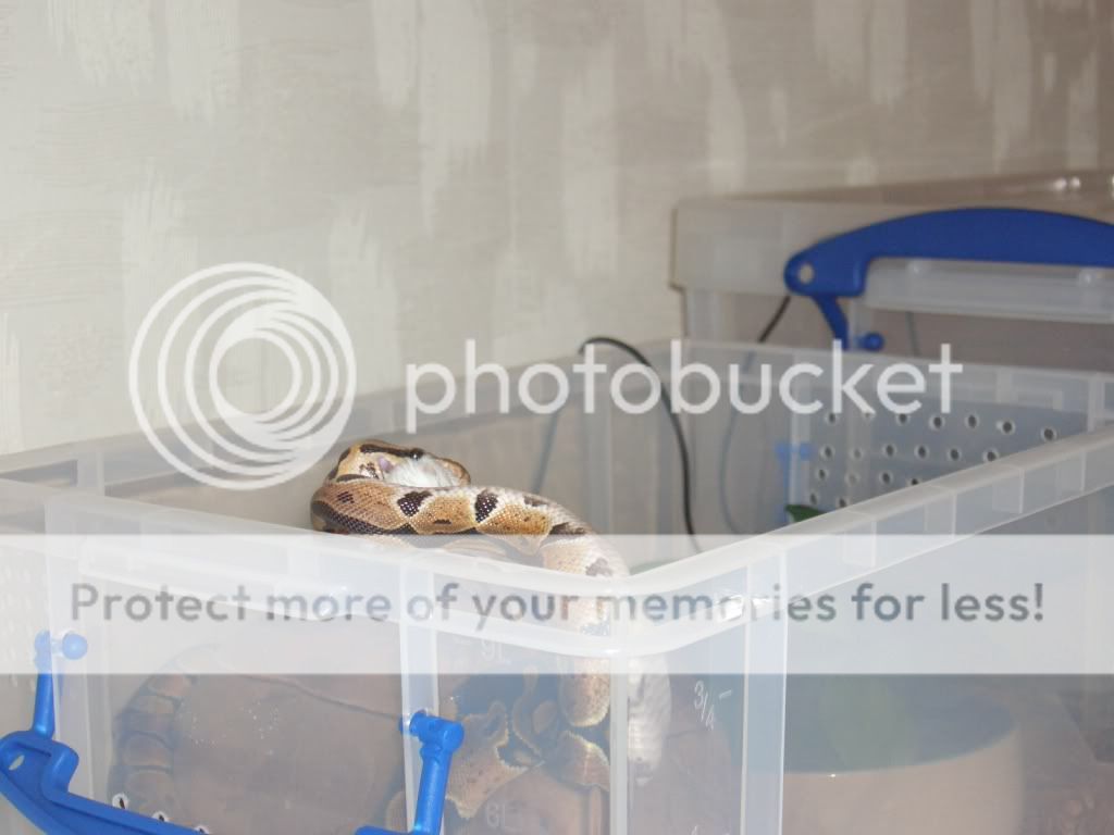 Is my snake retarded? | Reptile Forums