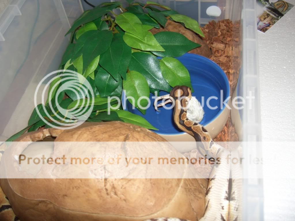 Is my snake retarded? | Reptile Forums