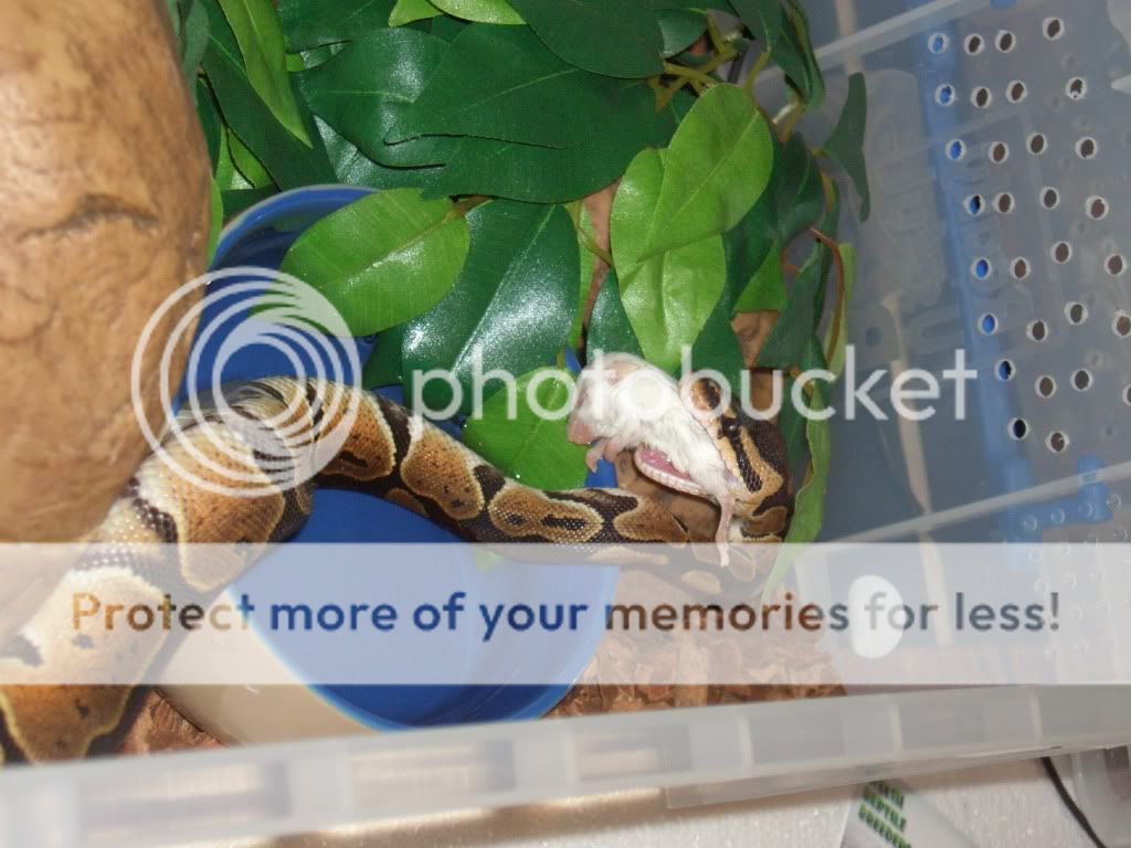 Is my snake retarded? | Reptile Forums