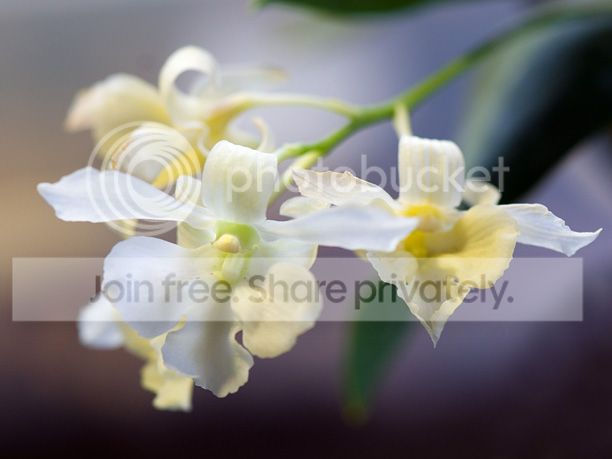Dendrobium Mini Snowflake | Slippertalk Orchid Forum