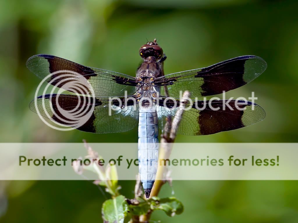 insects... | Slippertalk Orchid Forum