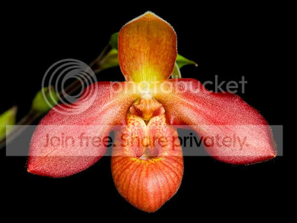 Phragmipedium Andean Fire | Slippertalk Orchid Forum