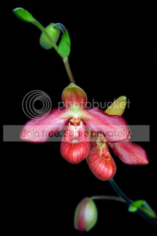 Phragmipedium Andean Fire | Slippertalk Orchid Forum