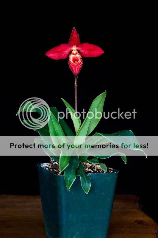 Phragmipedium Jason Fischer : a dwarf plant? | Slippertalk Orchid Forum