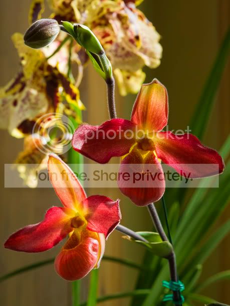 Phragmipedium Andean Fire | Slippertalk Orchid Forum